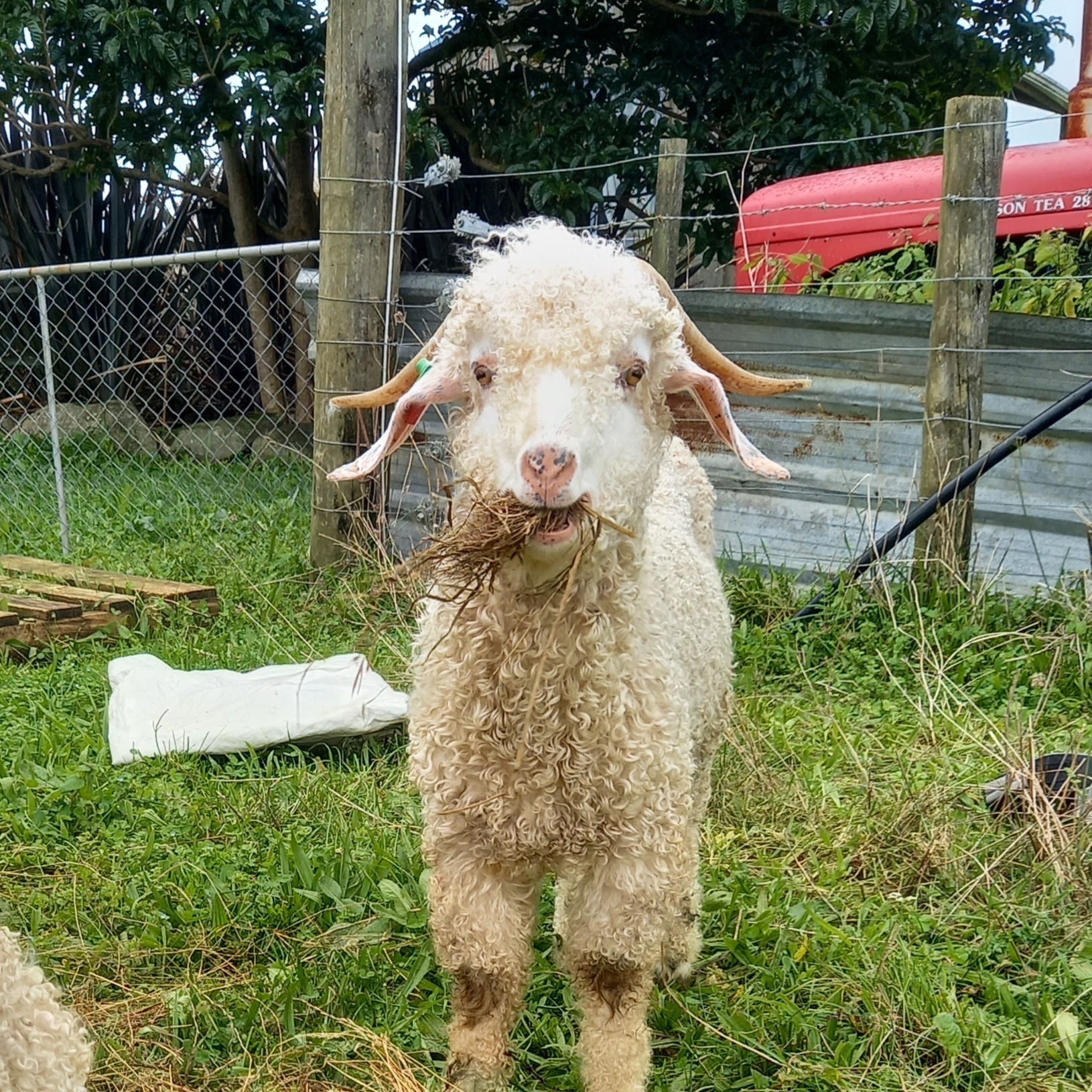 Angora Nutrition - Mohair Producers NZ